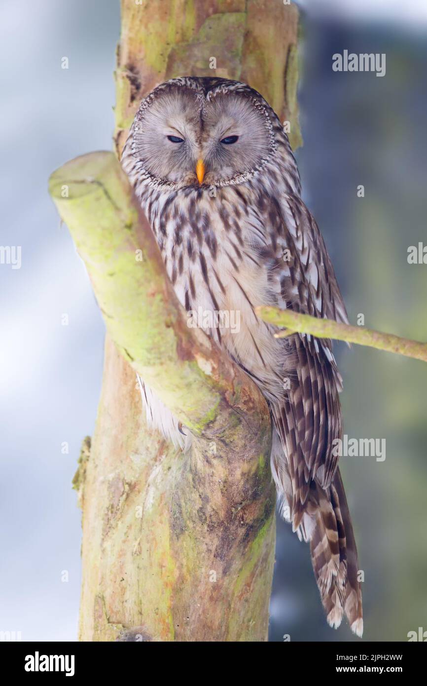 ural owl, strix uralensis, ural owls Stock Photo - Alamy