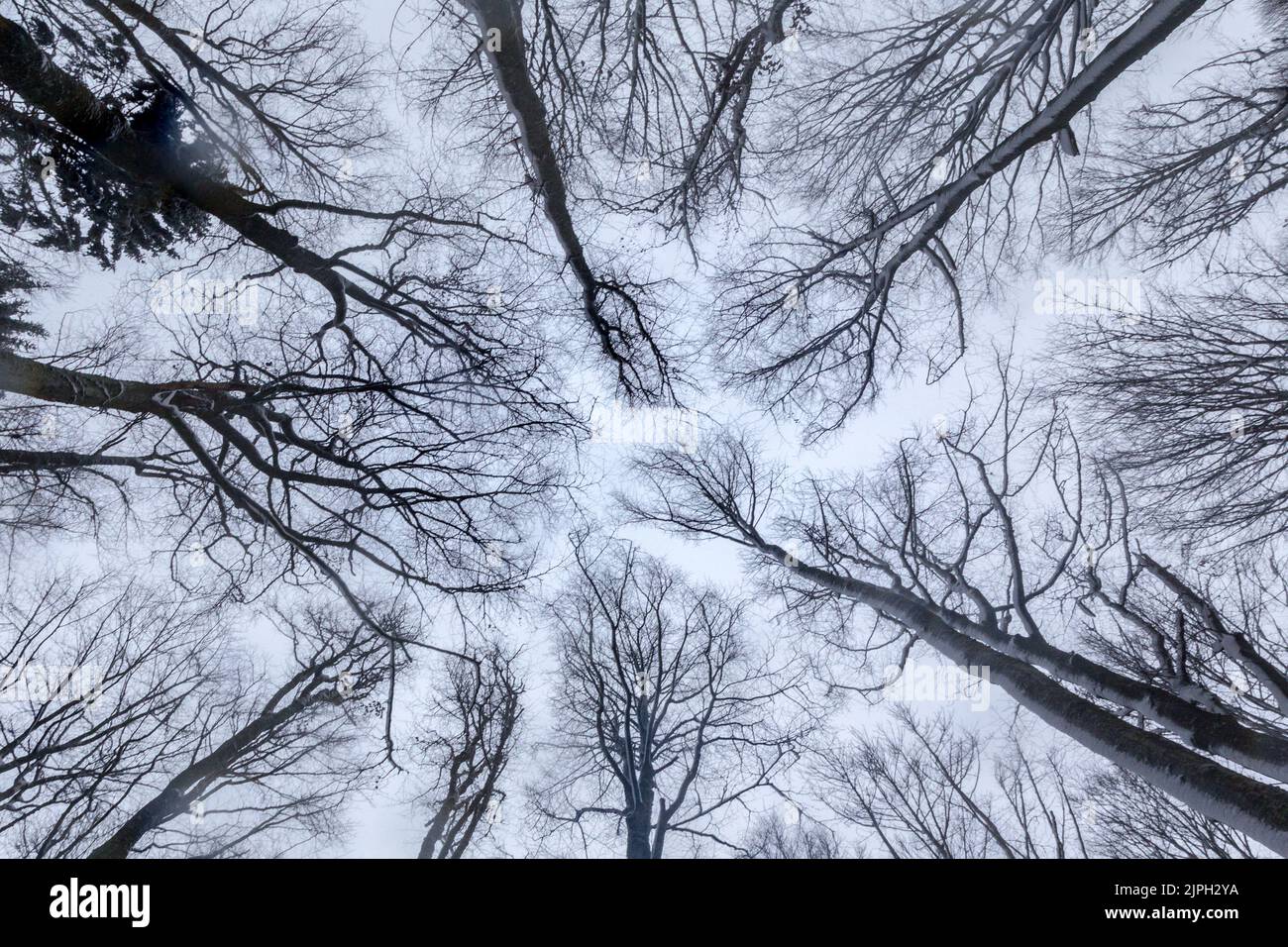 trees, treetop, tree, treetops Stock Photo - Alamy