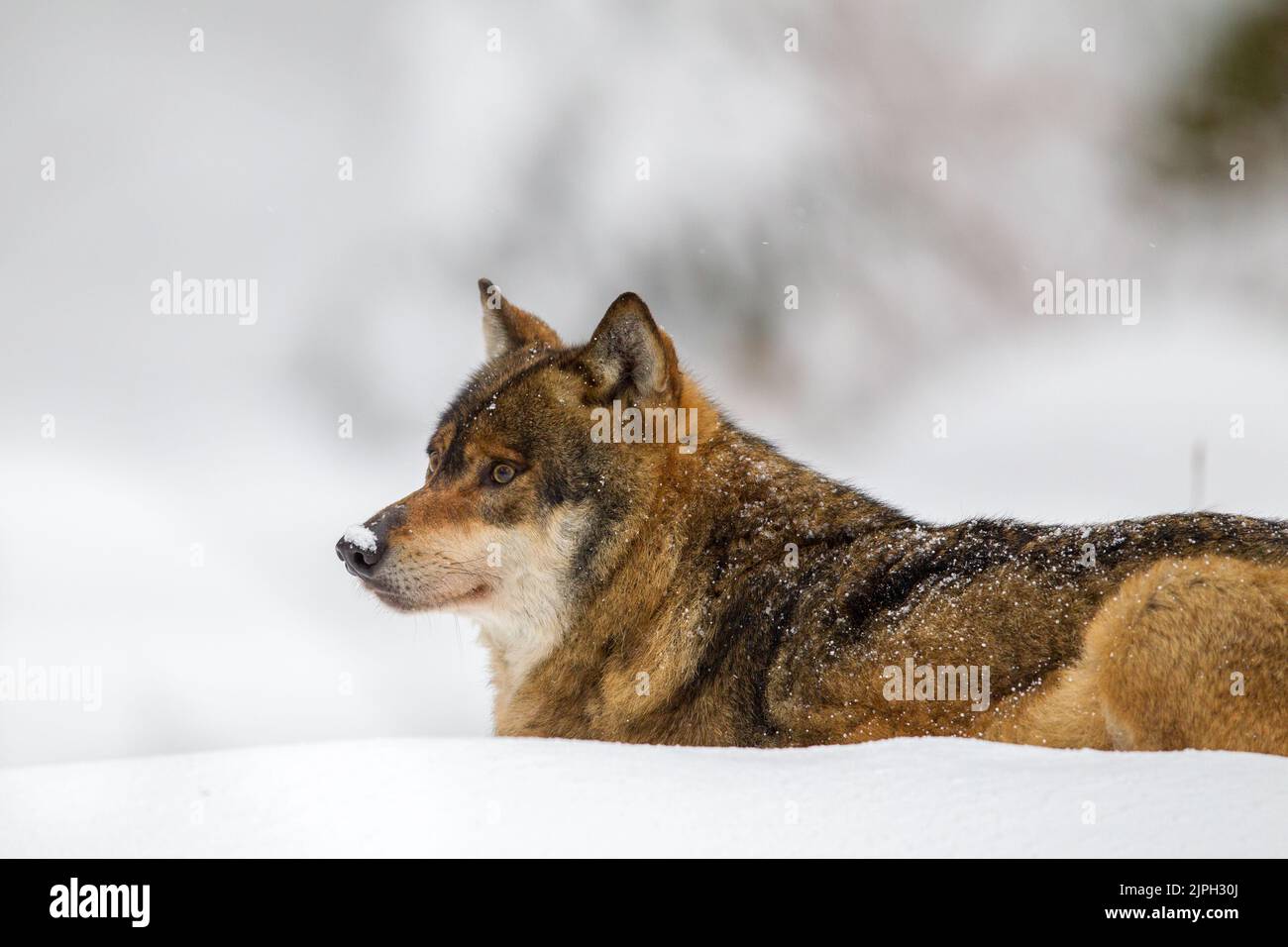 1 wolf hi-res stock photography and images - Alamy