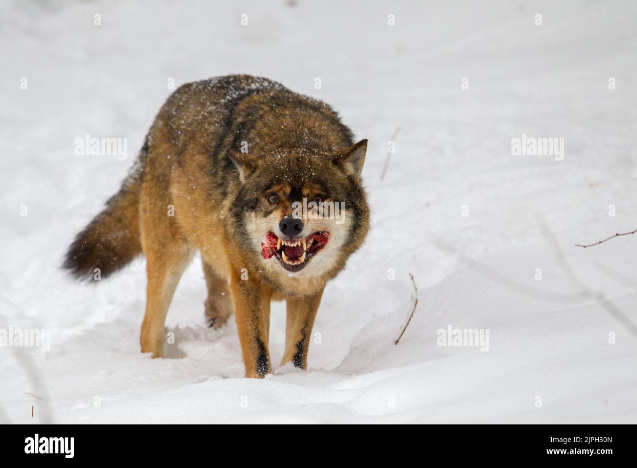 feeding, wolf, feed, feedings, wolfs Stock Photo - Alamy