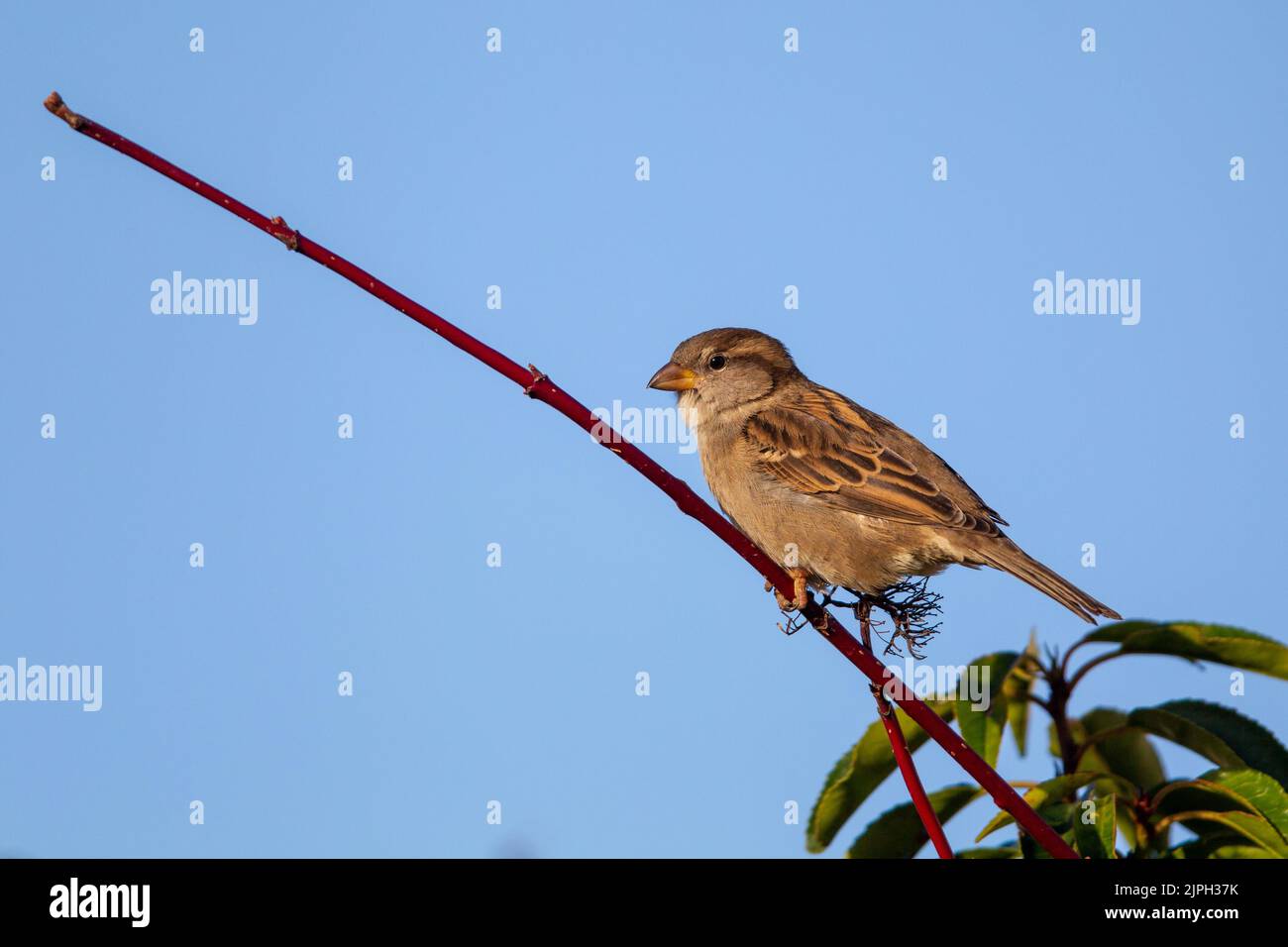 females, house sparrow, passer domesticus, female, house sparrows Stock ...