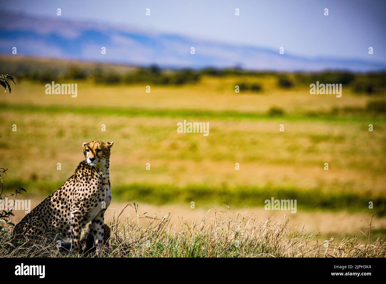 cheetah is a large cat and the fastest land animal. It has a tawny to ...
