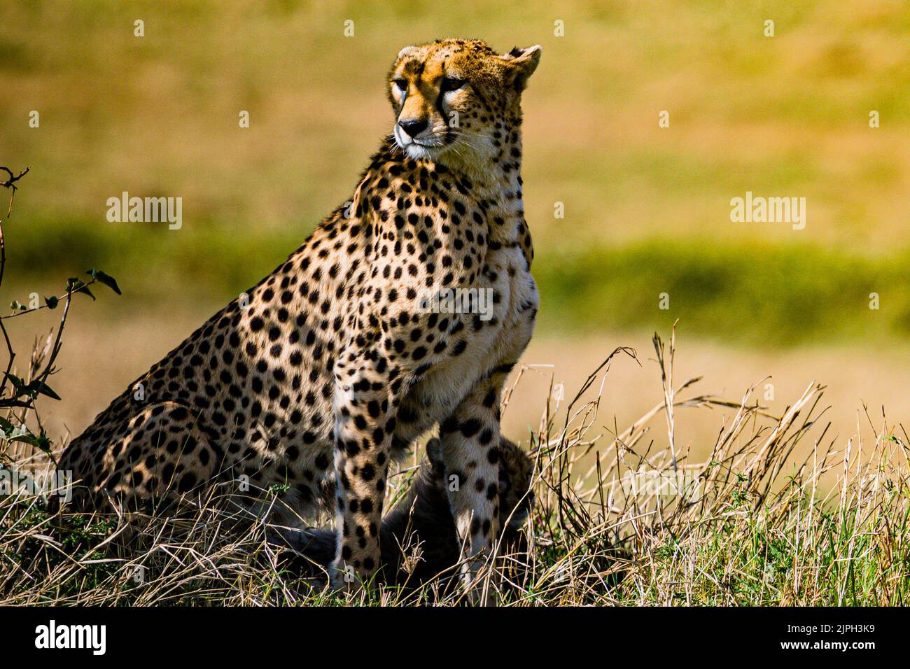 cheetah is a large cat and the fastest land animal. It has a tawny to ...