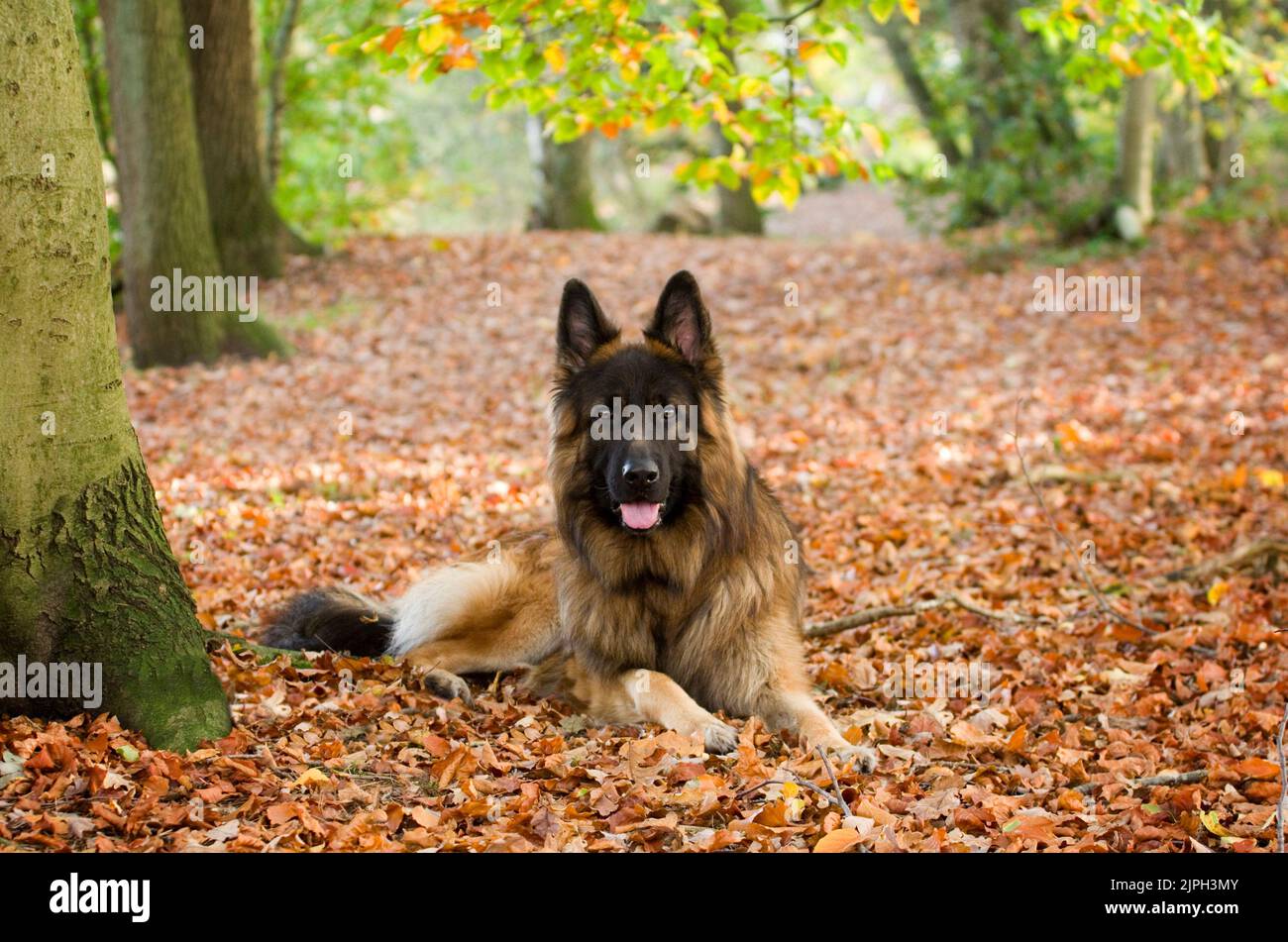 sheepdog, german shepherd, sheepdogs, german shepherds Stock Photo - Alamy