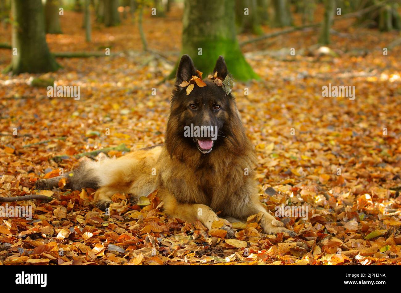 autumn leaves, sheepdog, leaf, sheepdogs Stock Photo - Alamy