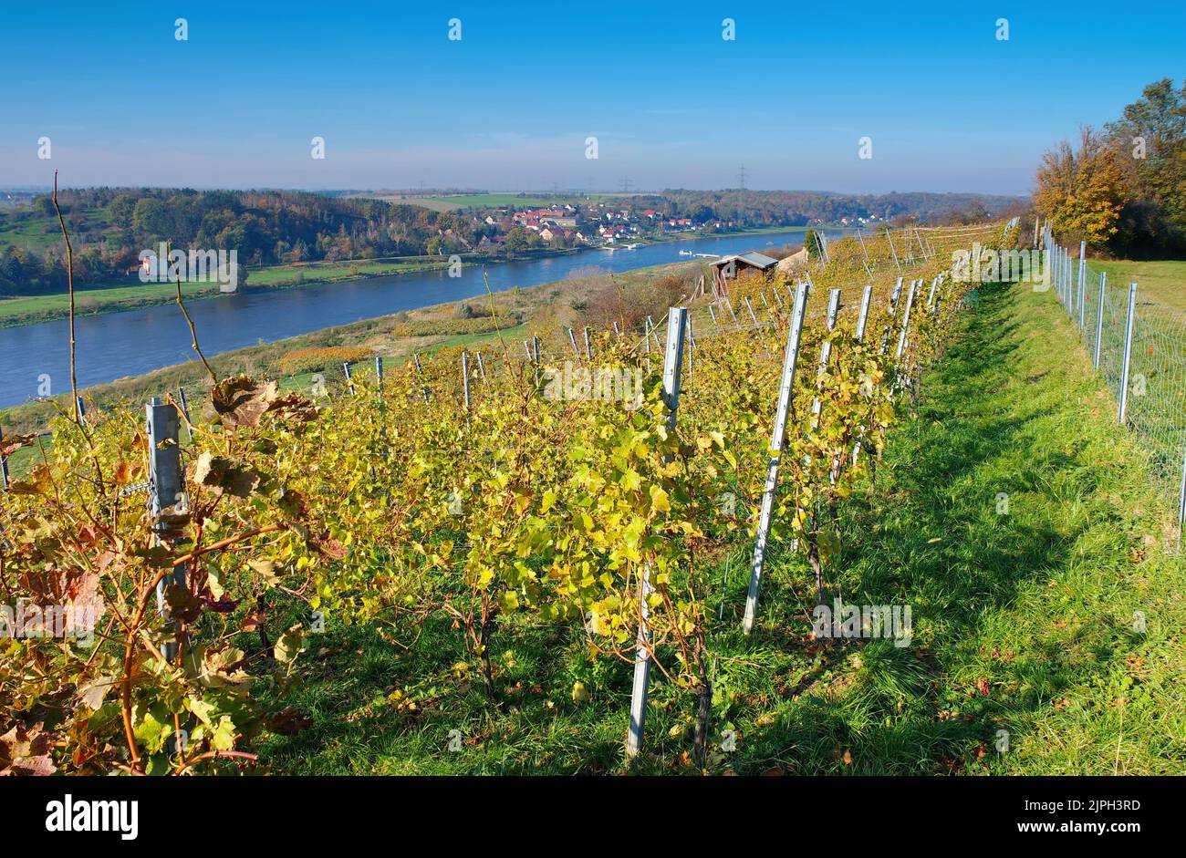 elbe river, vineyard, wine-growing region, elbe rivers, vineyards, wine ...