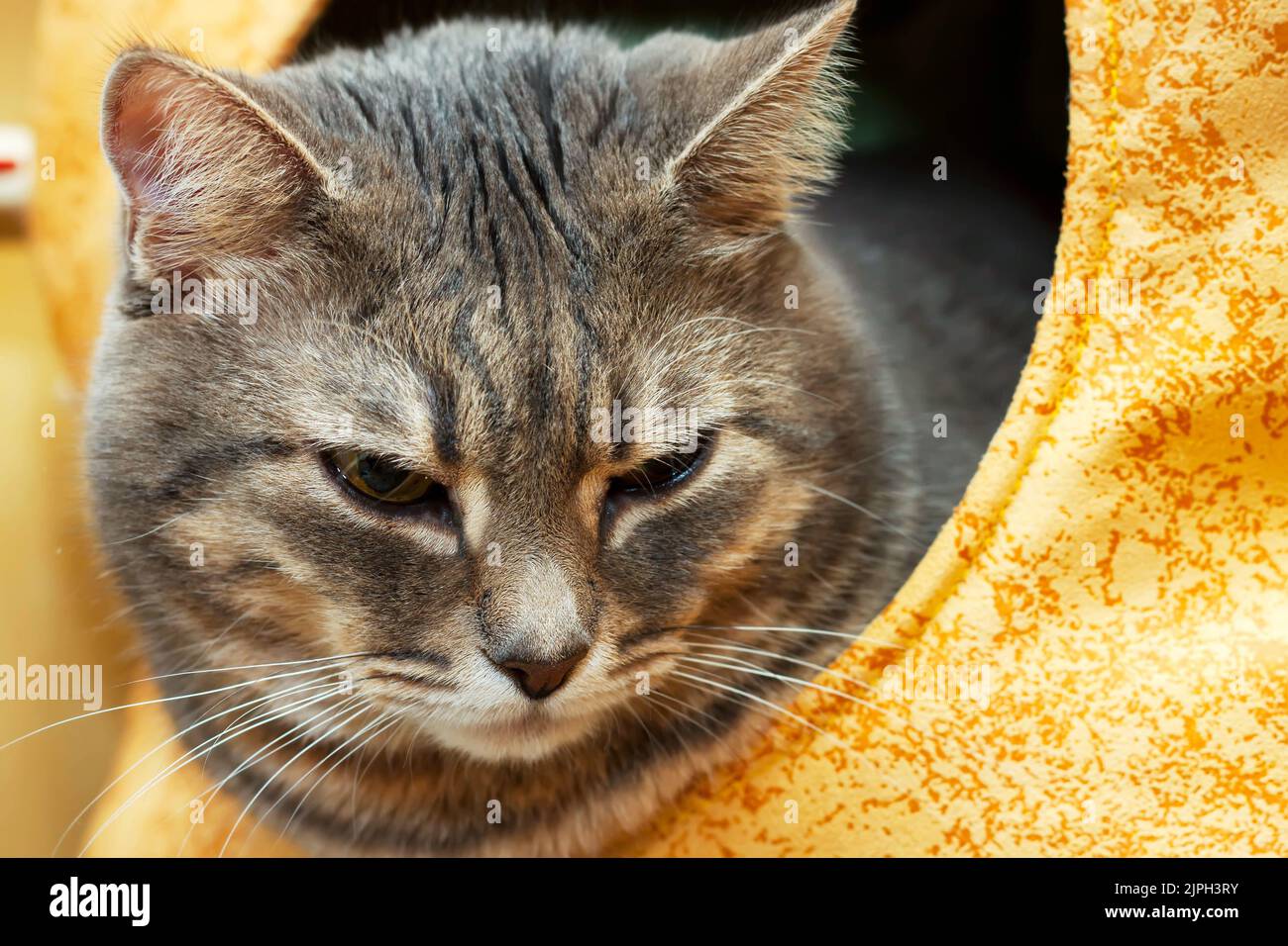 Portrait of gray tabby domestic cat rest in the yellow cat house Stock ...