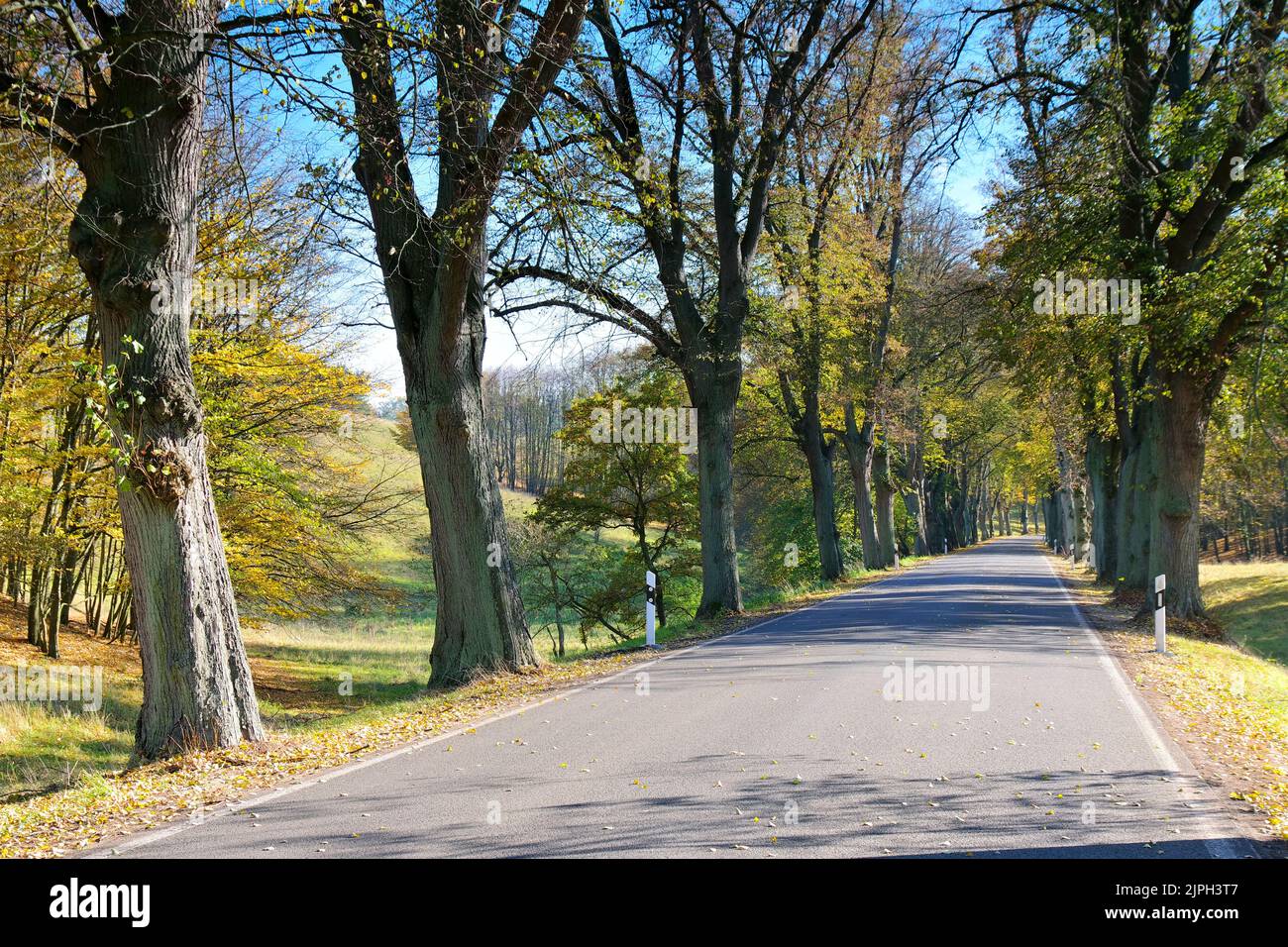 road, tree alley, roads, street, streets, tree alleys Stock Photo - Alamy