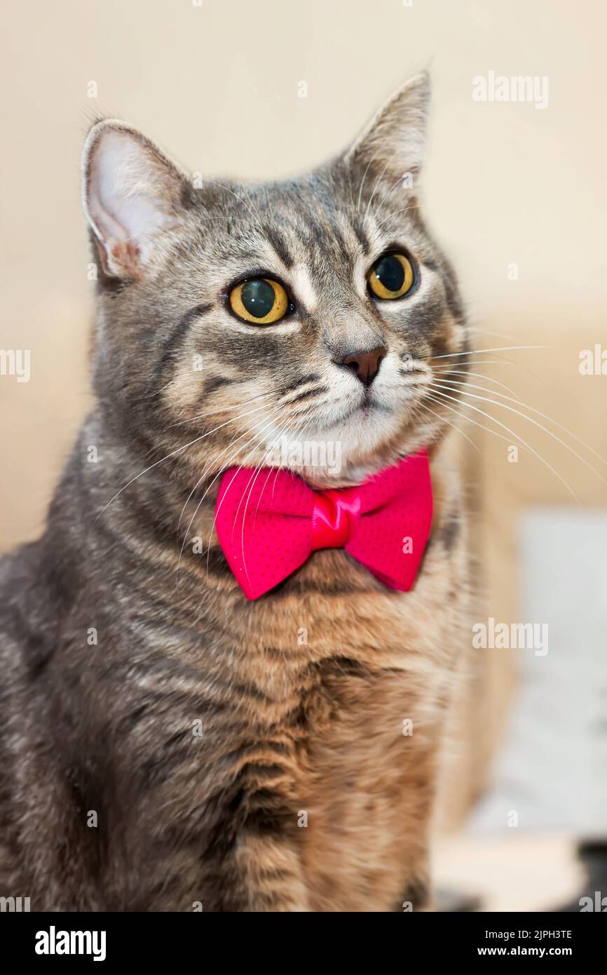 Portrait of cute tabby gray domestic cat with a pink bow Stock Photo ...