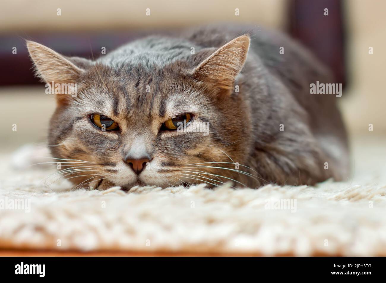 Domestic gray tabby cat lies on floor and looks away Stock Photo - Alamy