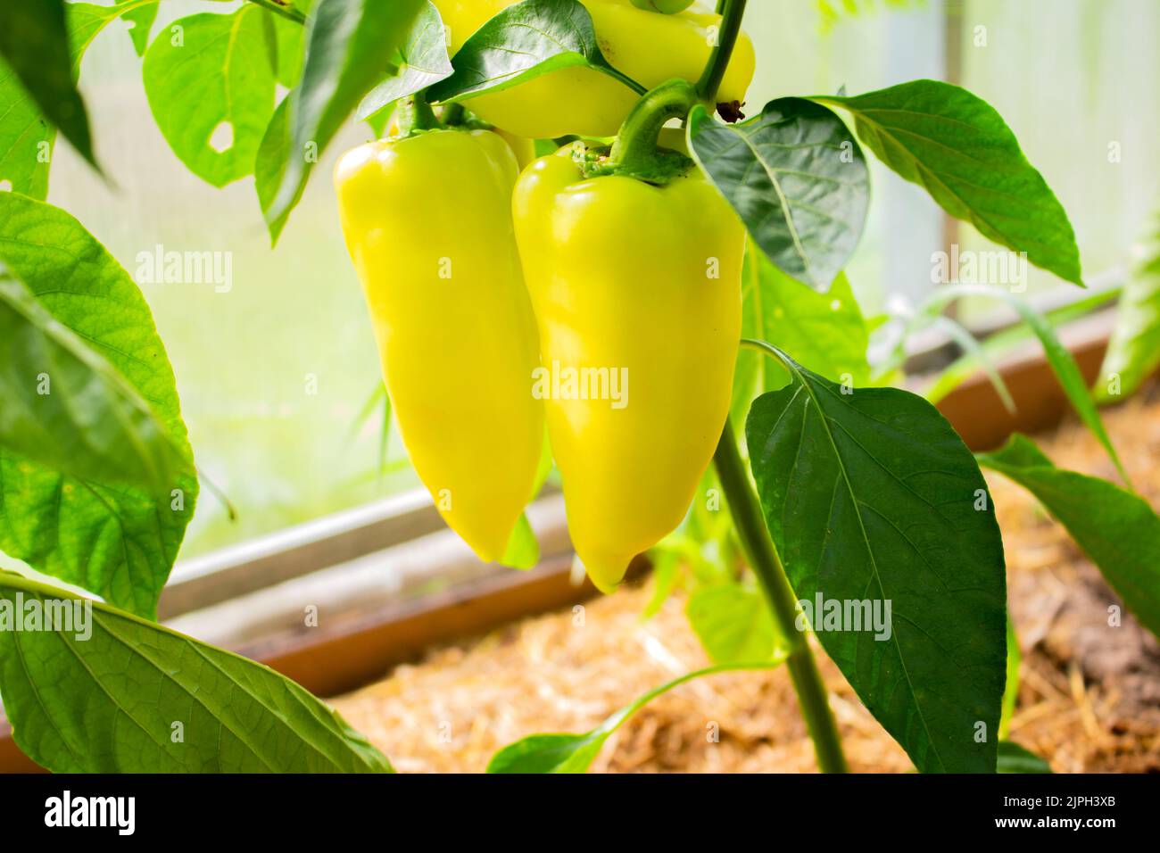 Group of yellow sweet bell pepper fruits growing at a vegetable garden ...