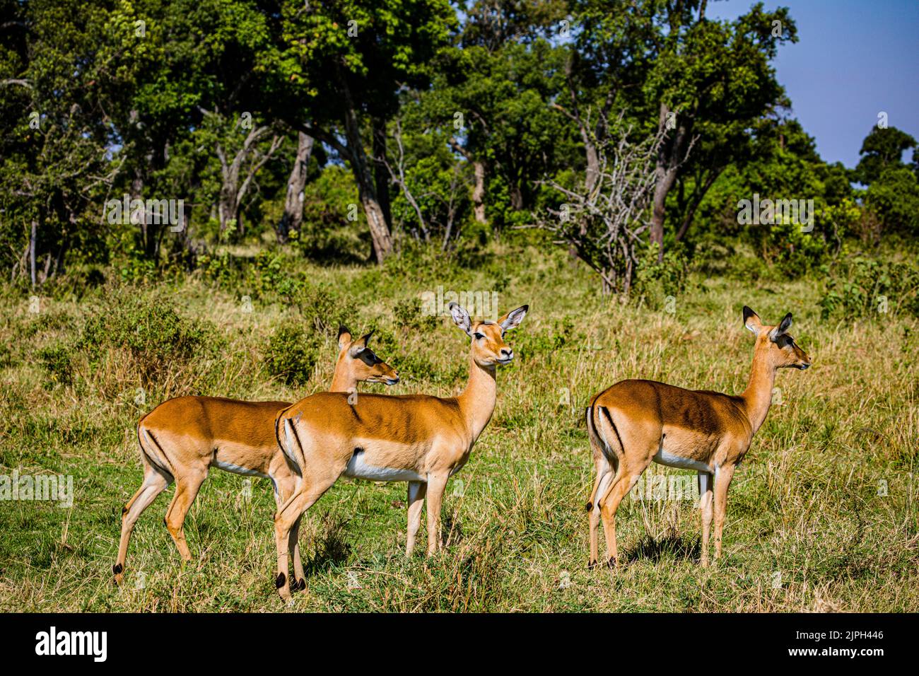 Antelope lake manyara national park hi-res stock photography and images ...