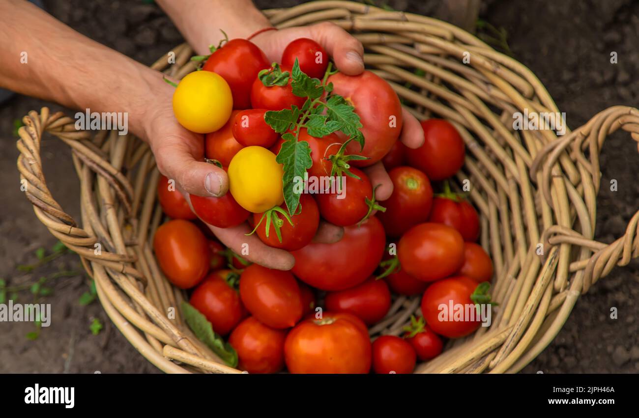 Male farmer harvests tomatoes in the garden. Selective focus Stock ...