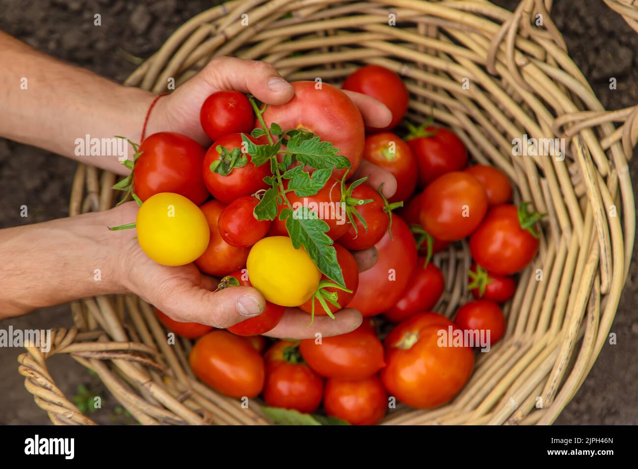 Male farmer harvests tomatoes in the garden. Selective focus Stock ...