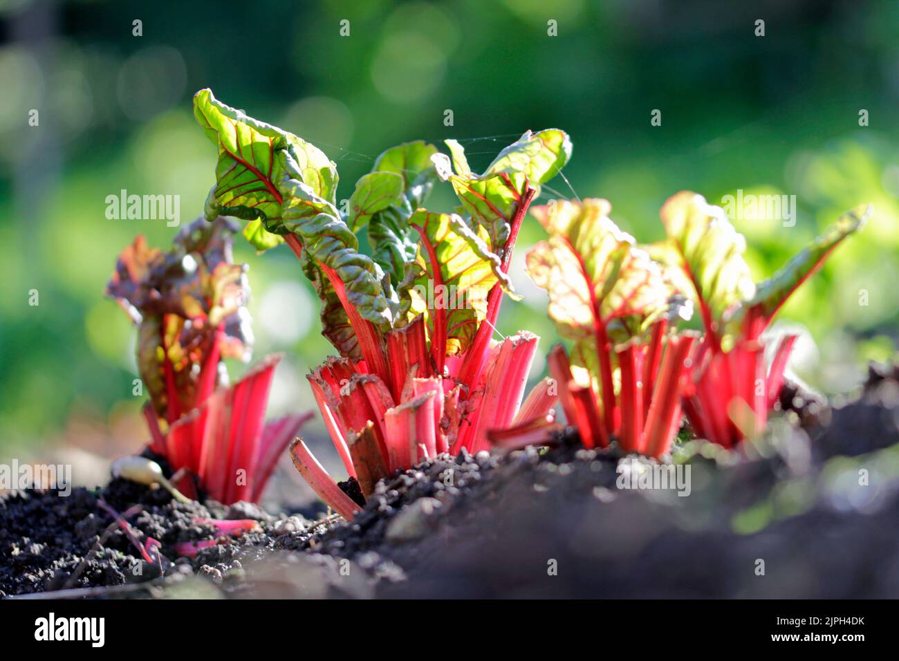 red chard, red chards Stock Photo - Alamy