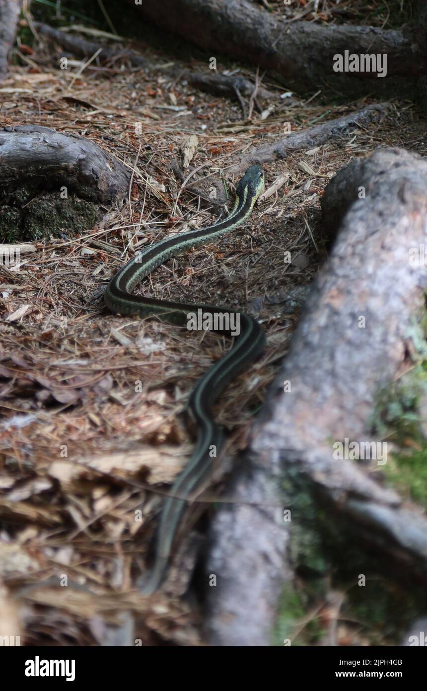 Garter Snake in Algonquin Provincial Park, Ontario Stock Photo - Alamy
