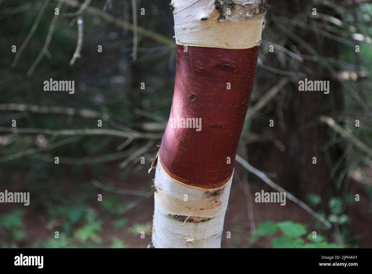 The characteristic birch bark in the park of La Mauricie, Quebec Stock ...