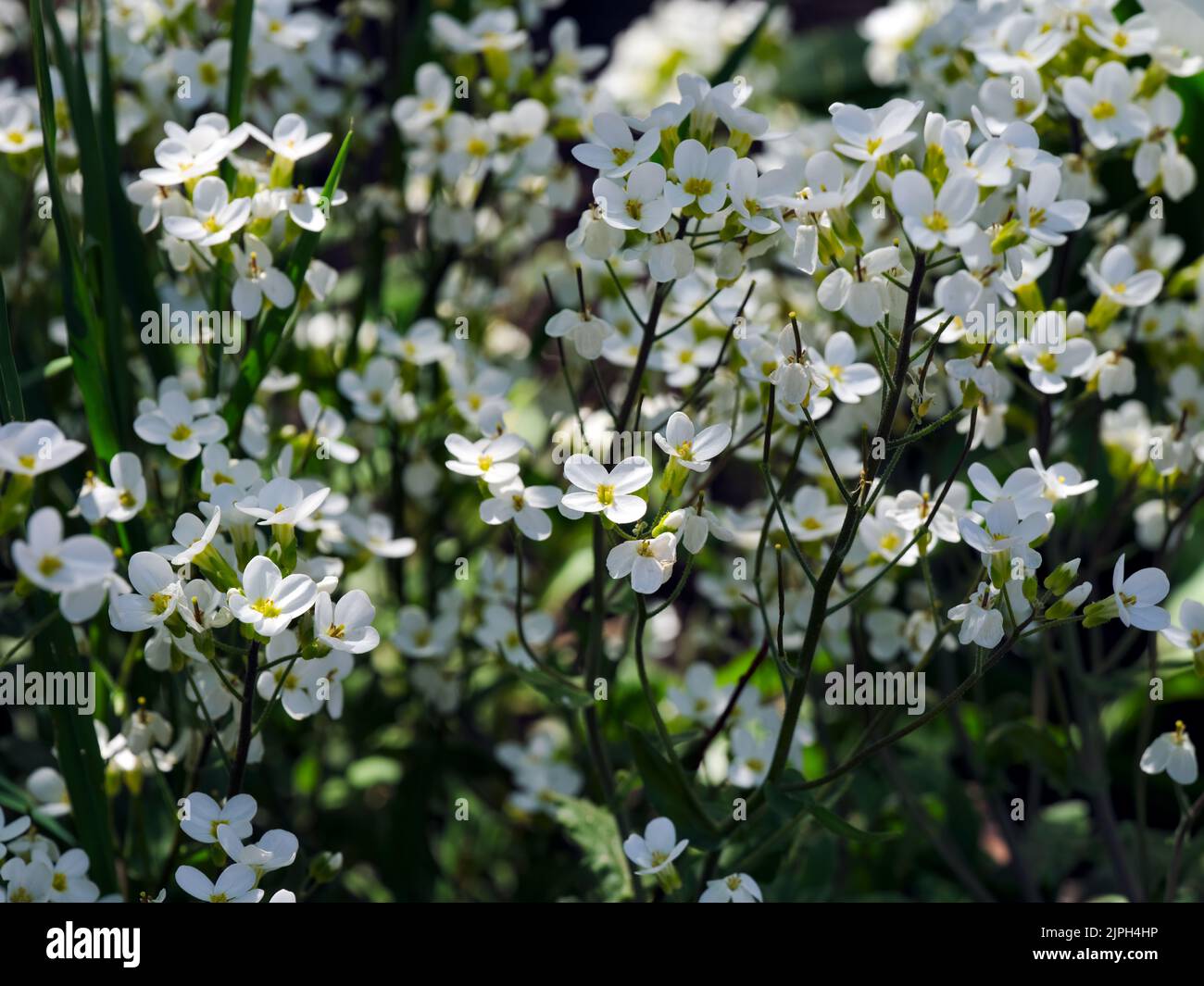 Alpine rock cress arabis alpina blooming hi-res stock photography and ...