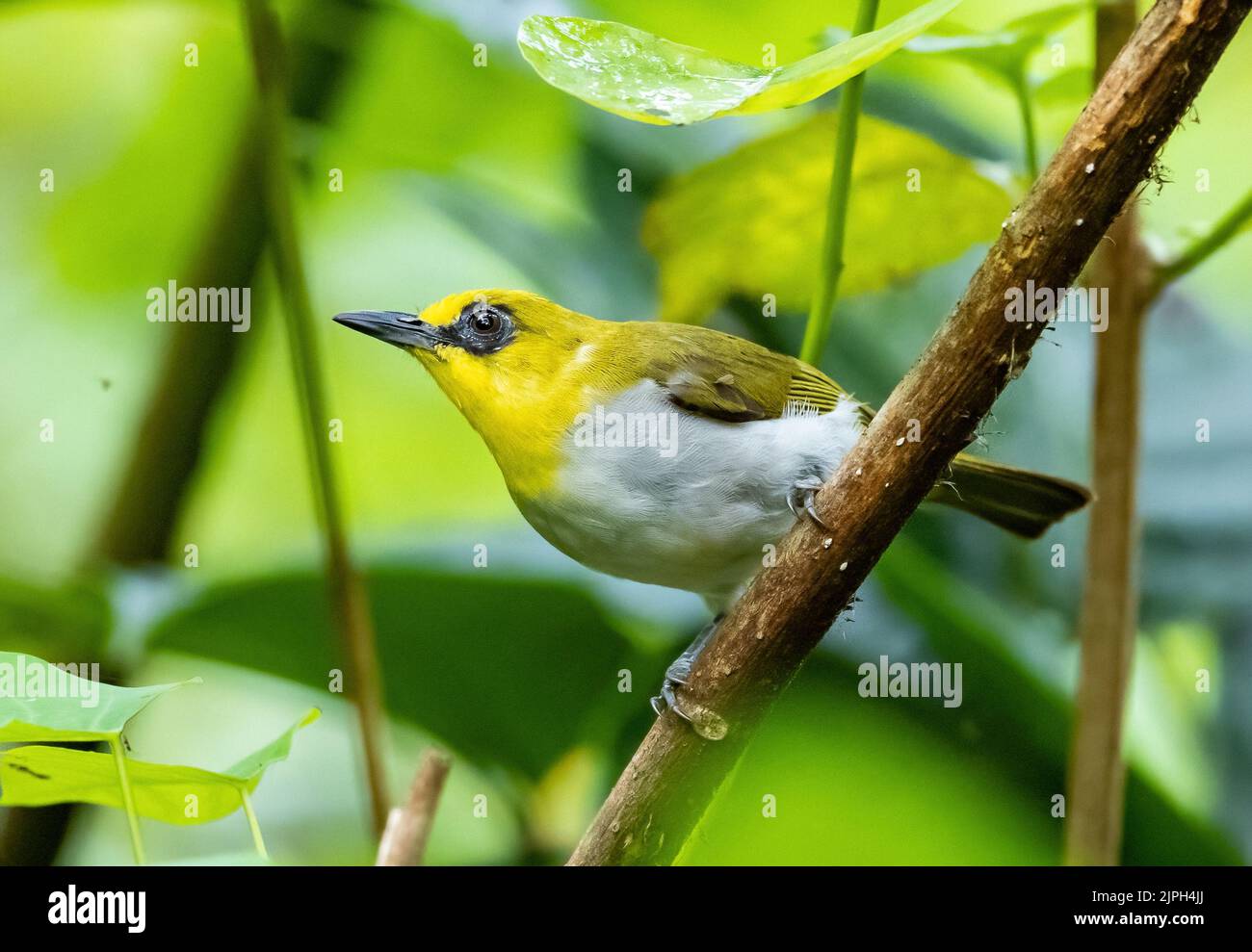 An endemic Black-ringed White-eye (Zosterops anomalus) perched on a ...