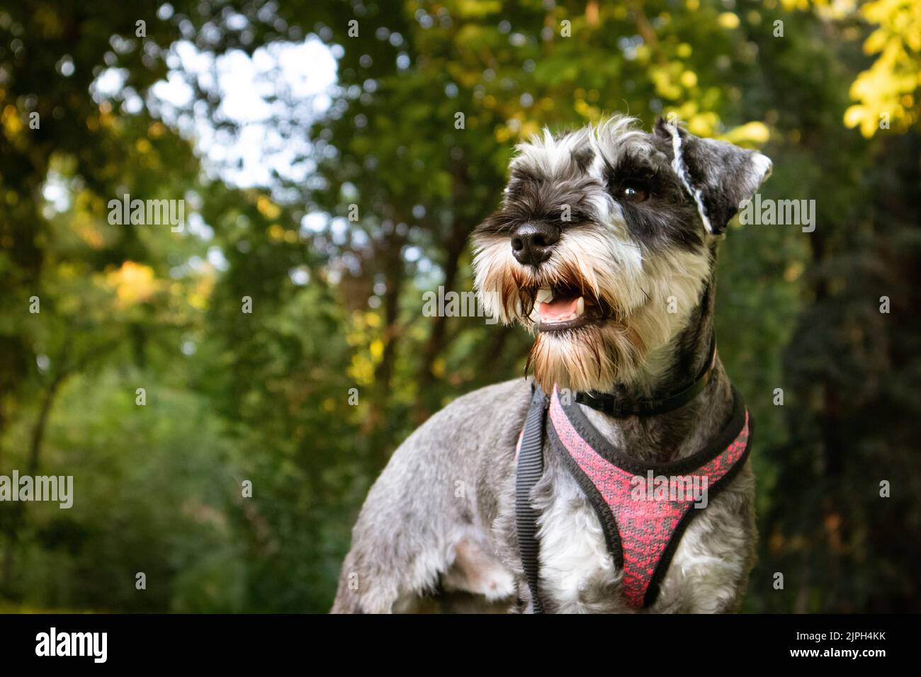Small happy Zwergschnauzer puppy portrait on a green lawn in sunny ...