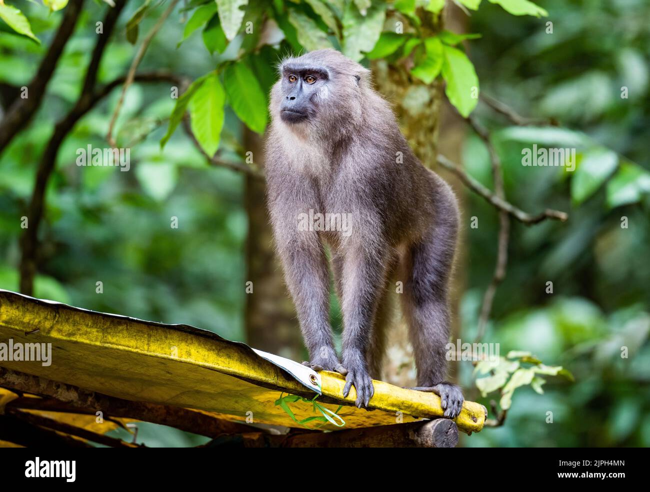Bantimurung bulusaraung hi-res stock photography and images - Alamy