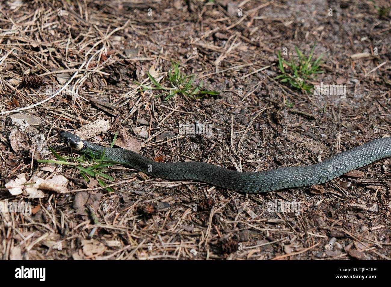 grass snake, natrix natrix, grass snakes Stock Photo - Alamy