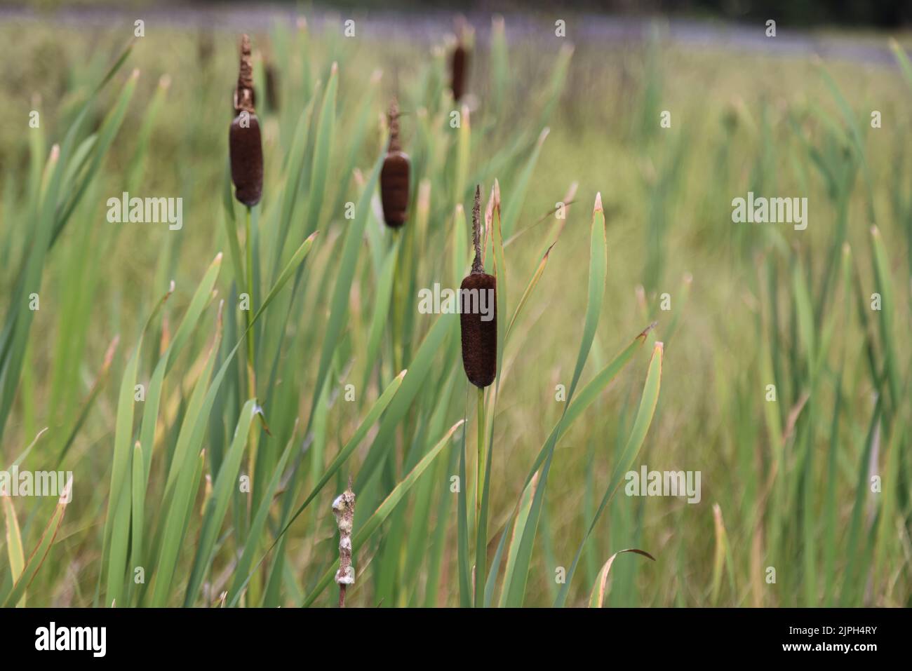 Close up isolated Bulrush plant, Muskoka Lakes, Ontario Stock Photo - Alamy