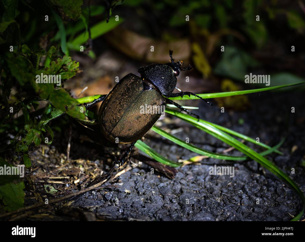 A female Atlas Beetle (Chalcosoma atlas ssp. atlas ?) in the dark ...