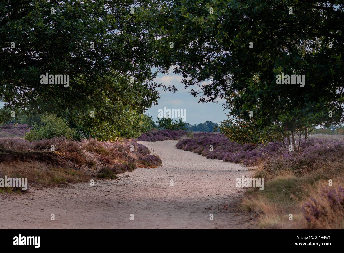 The beautiful nature reserve with the name Balloërveld, with sand ...