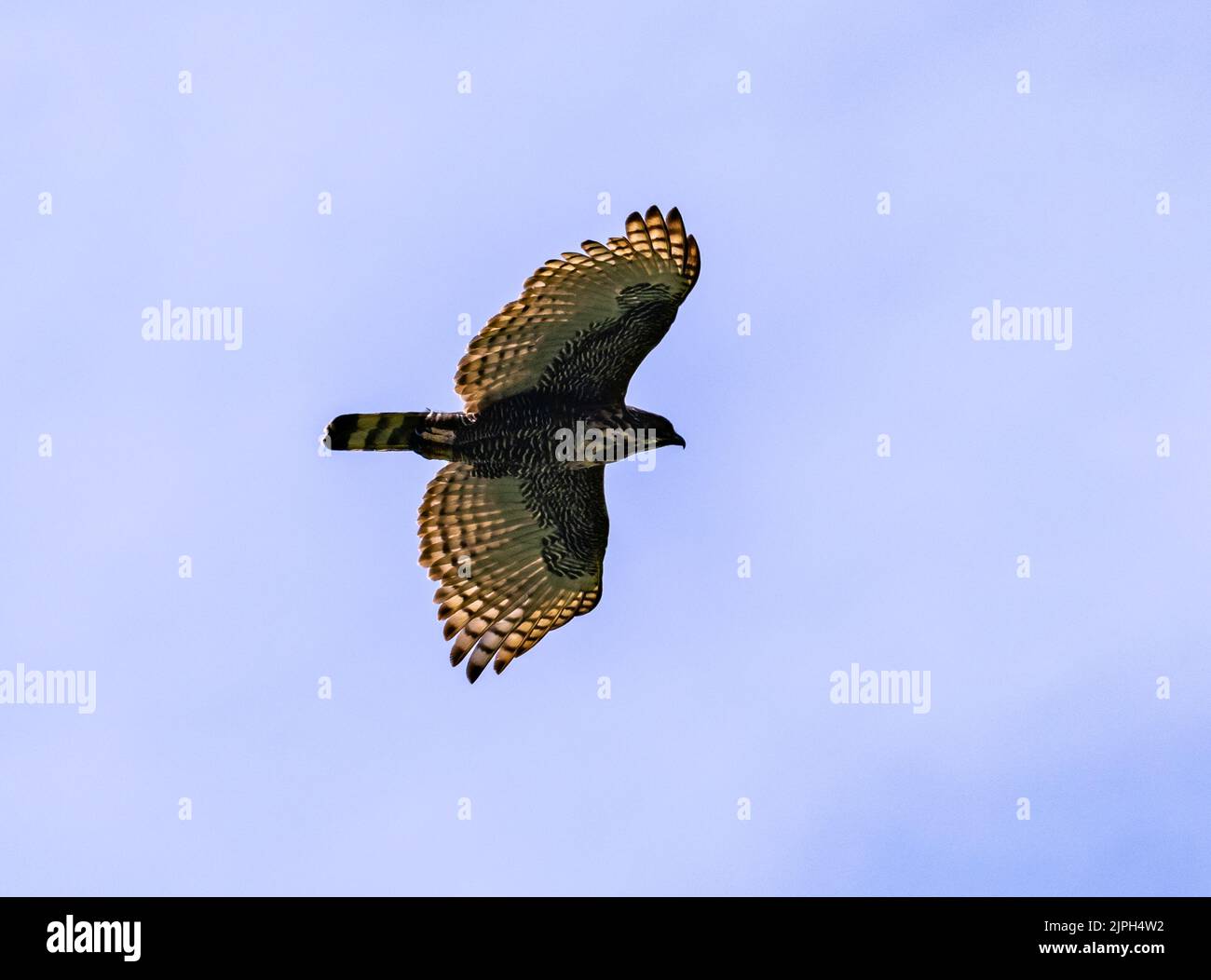Nisaetus lanceolatus hi-res stock photography and images - Alamy