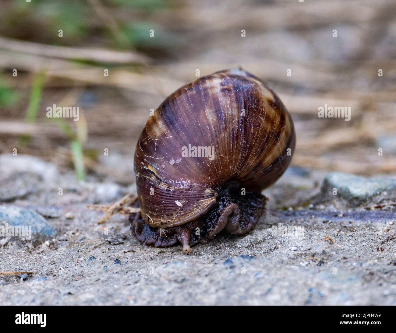 Sulawesi snail hi-res stock photography and images - Alamy
