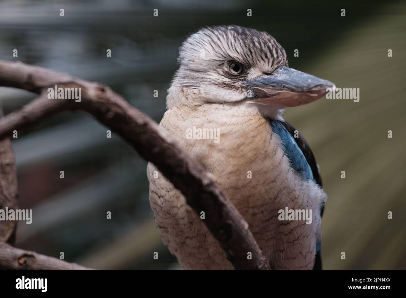 kookaburra, dacelo novaeguineae, lachender hans Stock Photo - Alamy