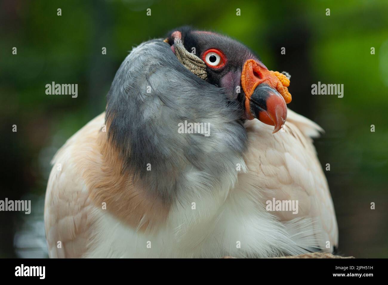 king vulture, sarcoramphus papa, king vultures Stock Photo - Alamy