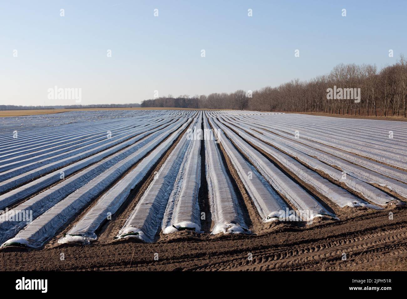 Asparagus fields covered with foil hi-res stock photography and images ...