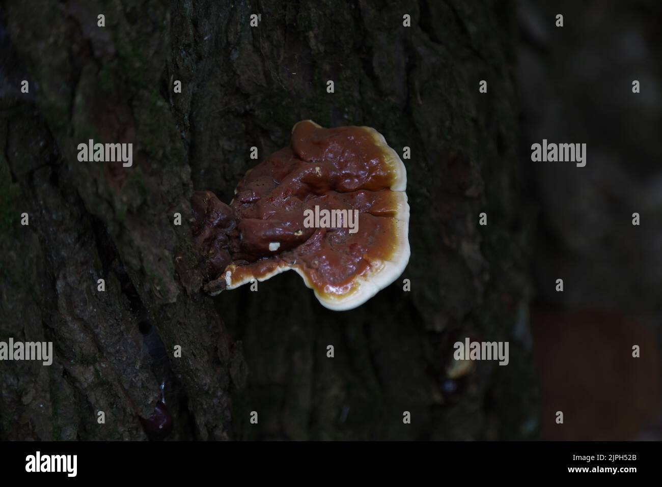 Parasitic fungi on trees in Algonquin Provincial Park, Ontario Stock ...