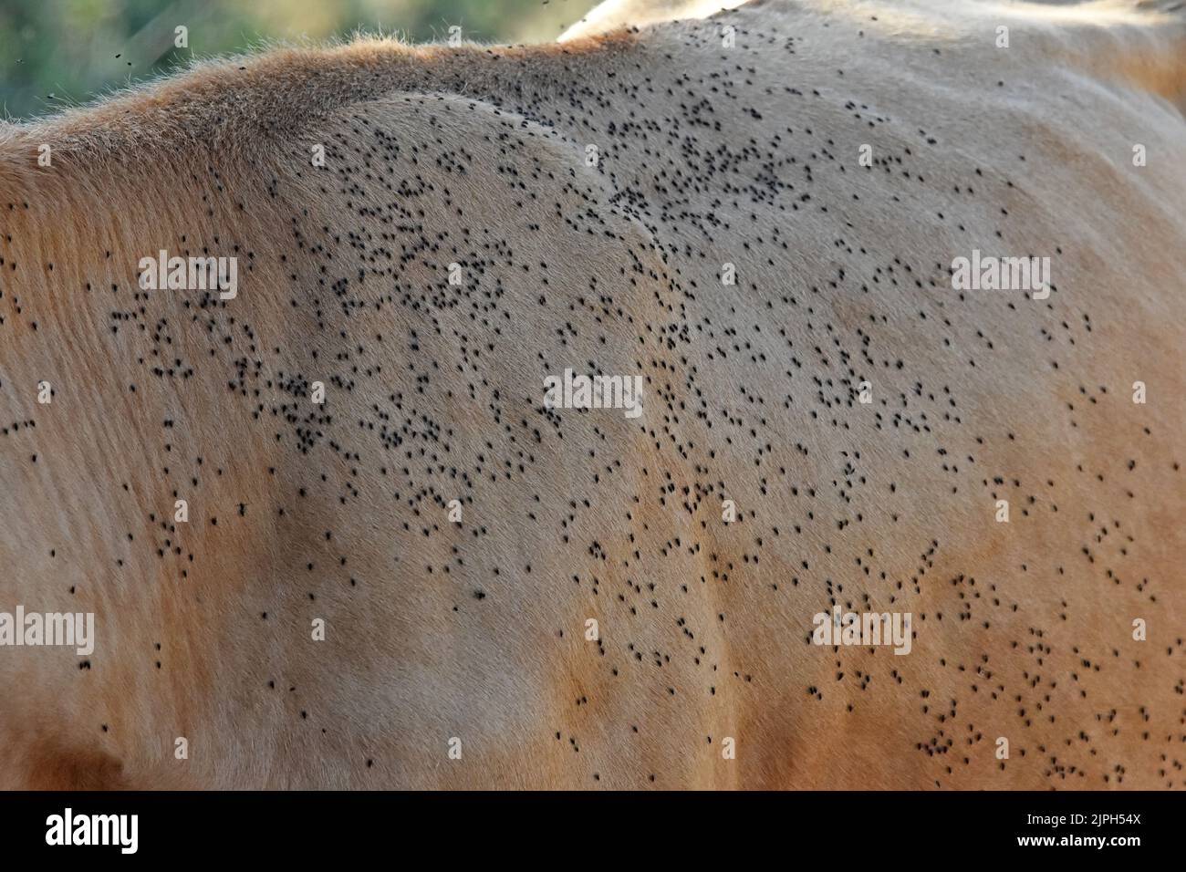 Cow covered with flies Stock Photo - Alamy