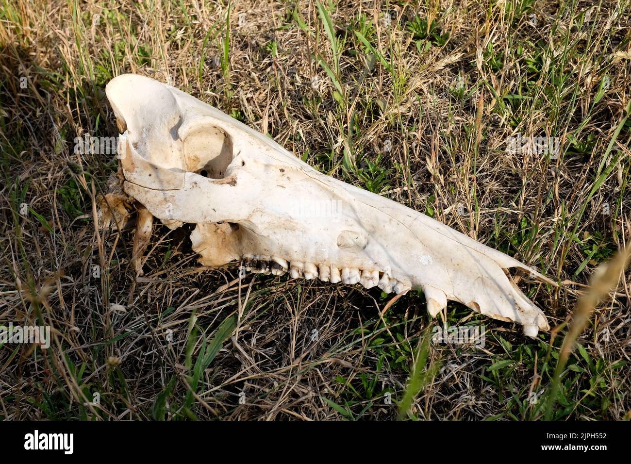 animal skull, animal skulls Stock Photo - Alamy
