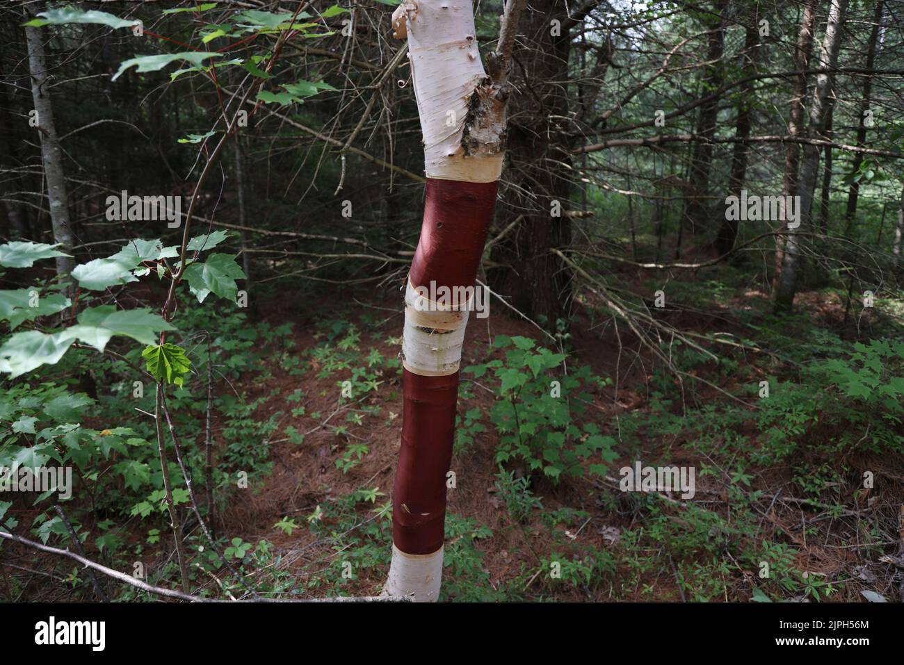 The characteristic birch bark in the park of La Mauricie, Quebec Stock ...