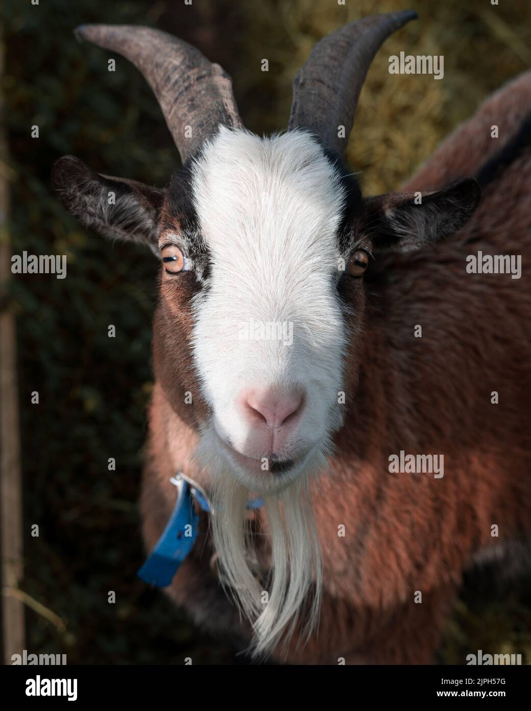 Tauernscheck hi-res stock photography and images - Alamy