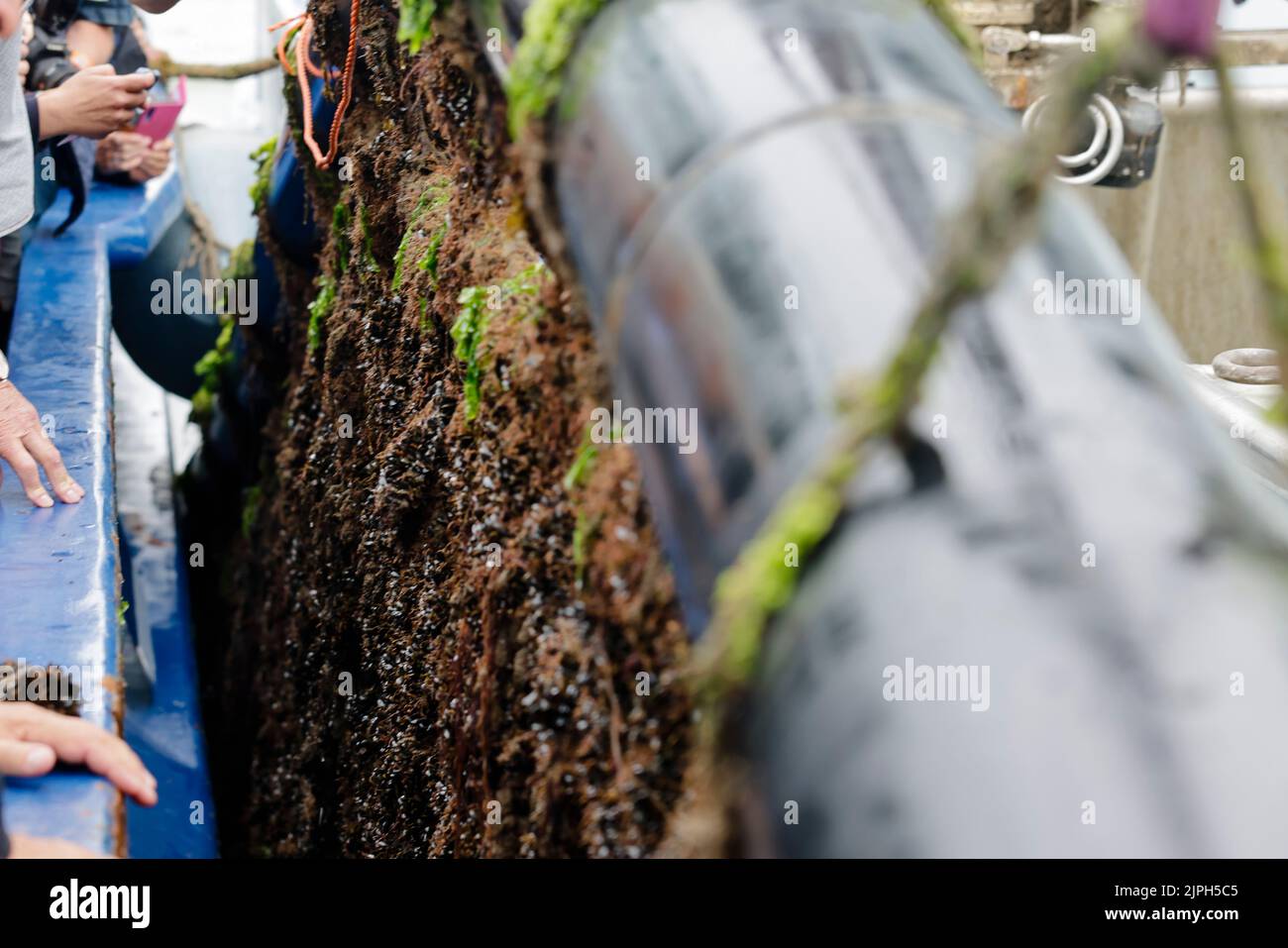 18 August 2022, Schleswig-Holstein, Hörnum (Sylt): Small mussels hang ...