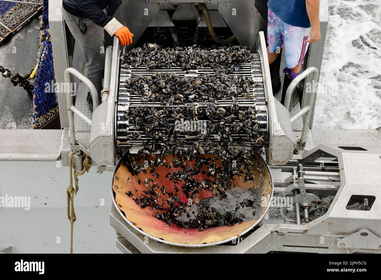 18 August 2022, Schleswig-Holstein, Hörnum (Sylt): Mussels are ...