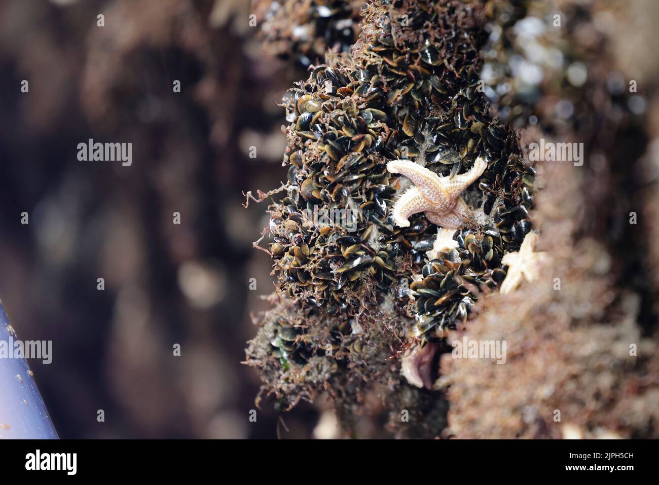 18 August 2022, Schleswig-Holstein, Hörnum (Sylt): Small mussels hang ...