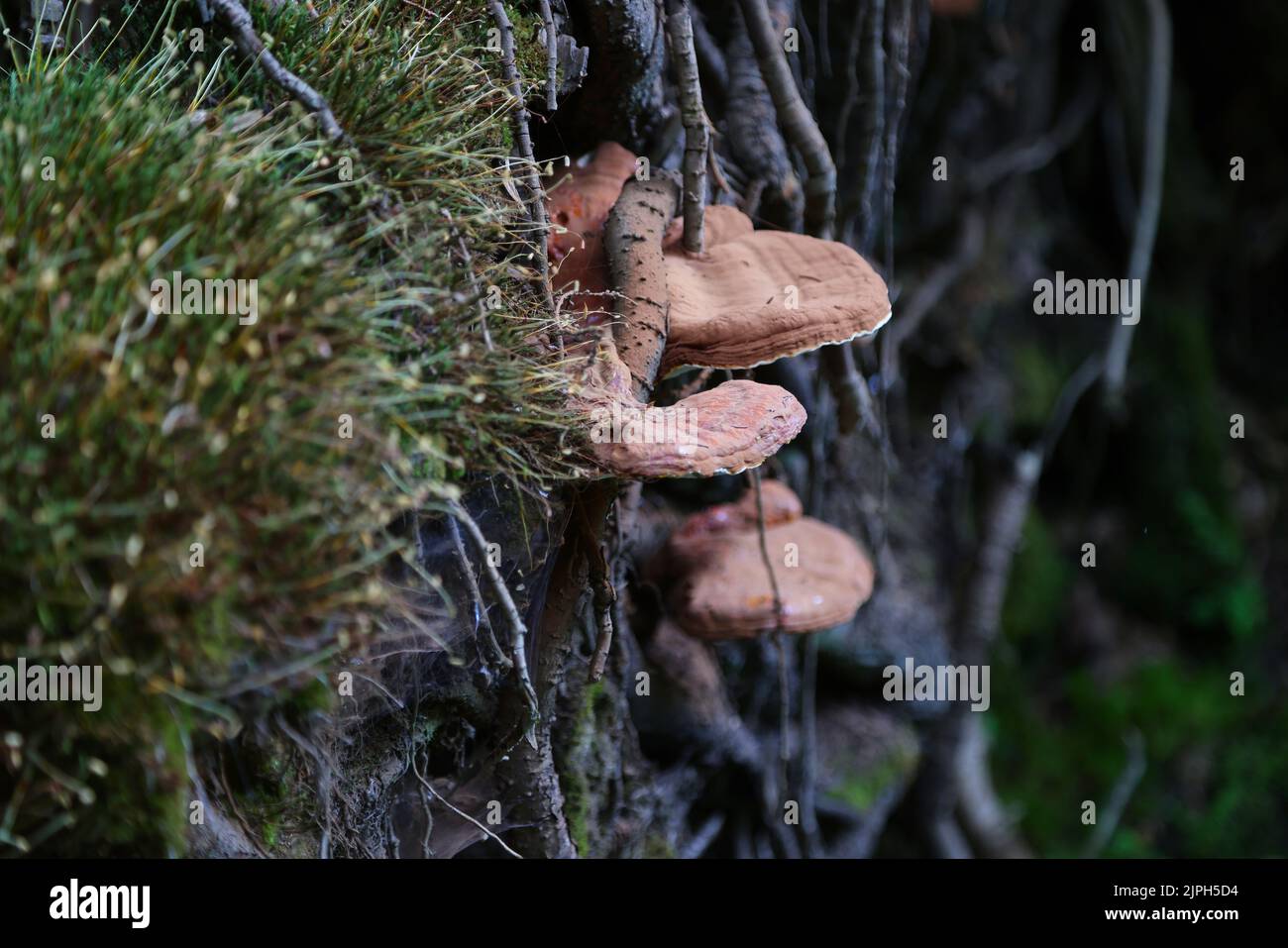 Parasitic fungi on trees in Algonquin Provincial Park, Ontario Stock ...