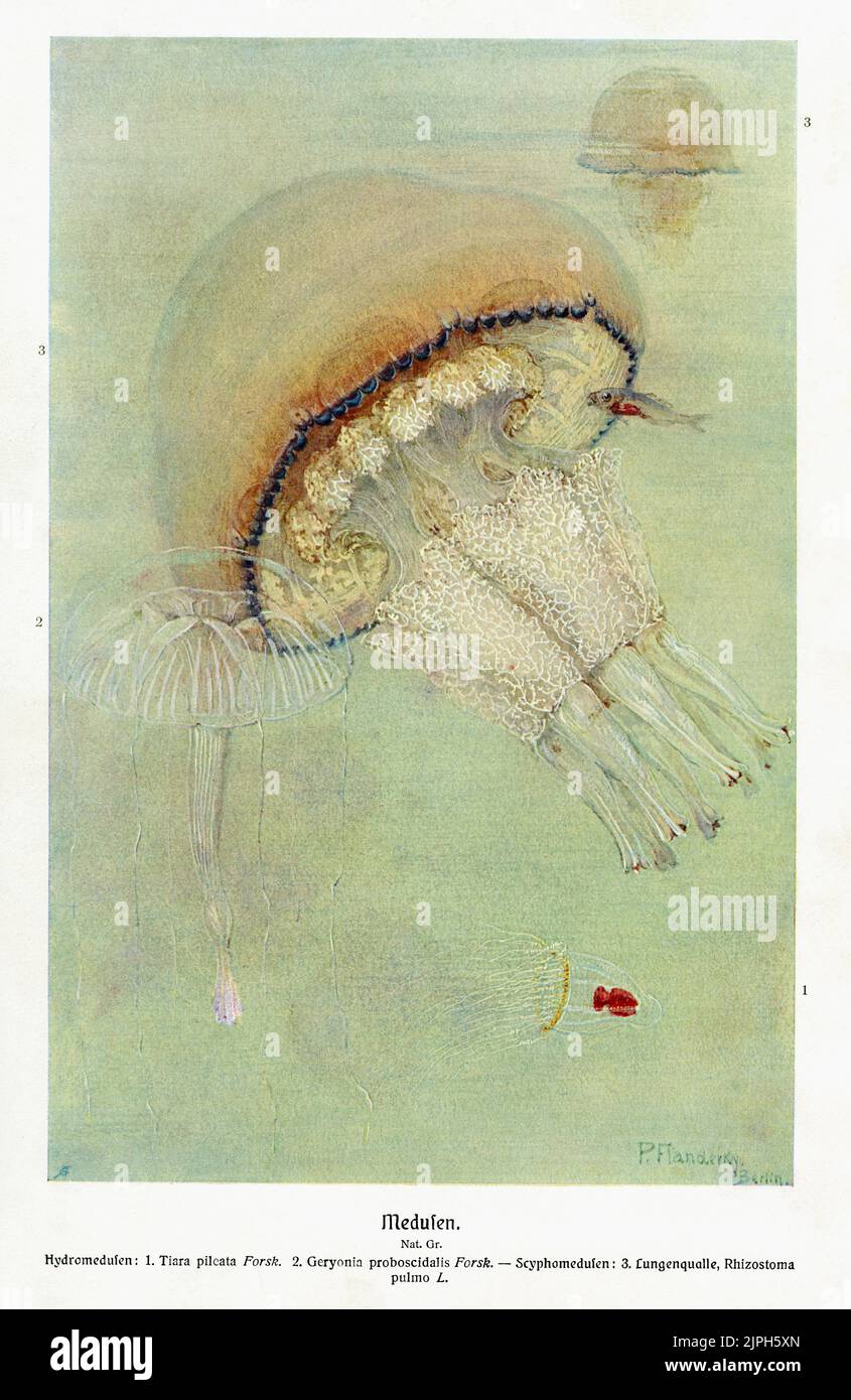 Medusa-phase jellyfish or sea jelly (Scyphozoa). Early 1900s painting ...
