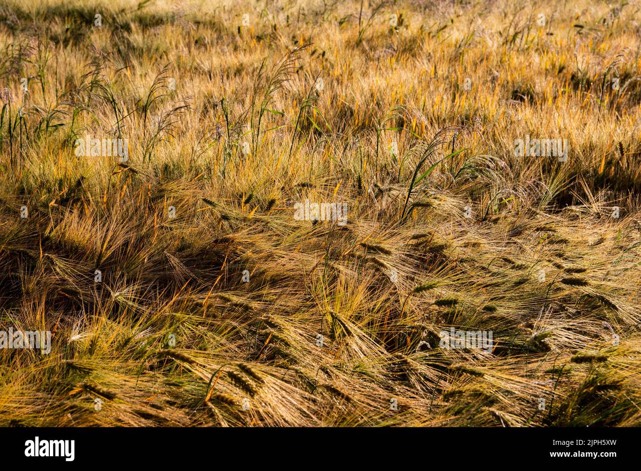 Cereal in the field before harvest on a sunny summer day. Summer Stock ...