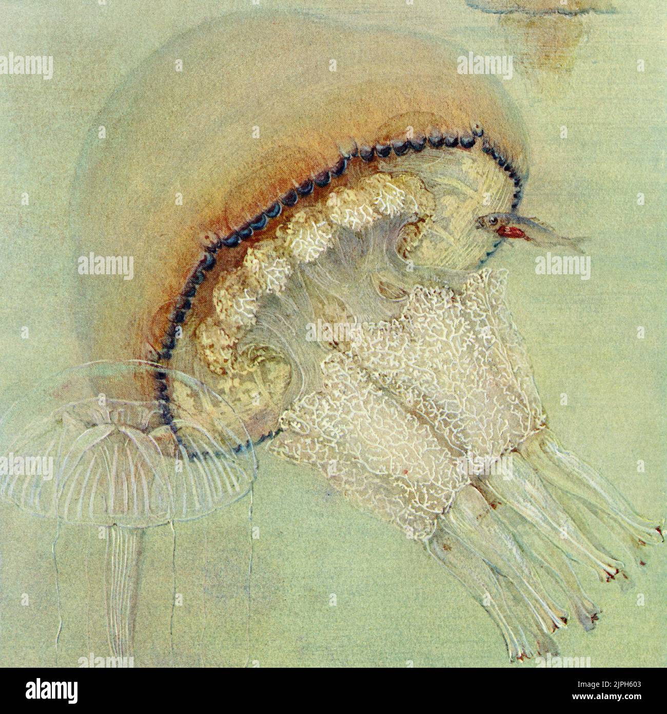 Medusa-phase jellyfish or sea jellies (Scyphozoa): square format detail ...