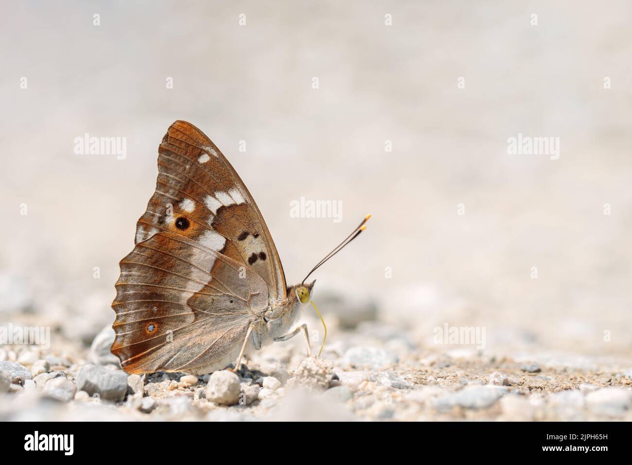 Lesser purple emperor butterfly (Apatura ilia) takes up minerals from ...