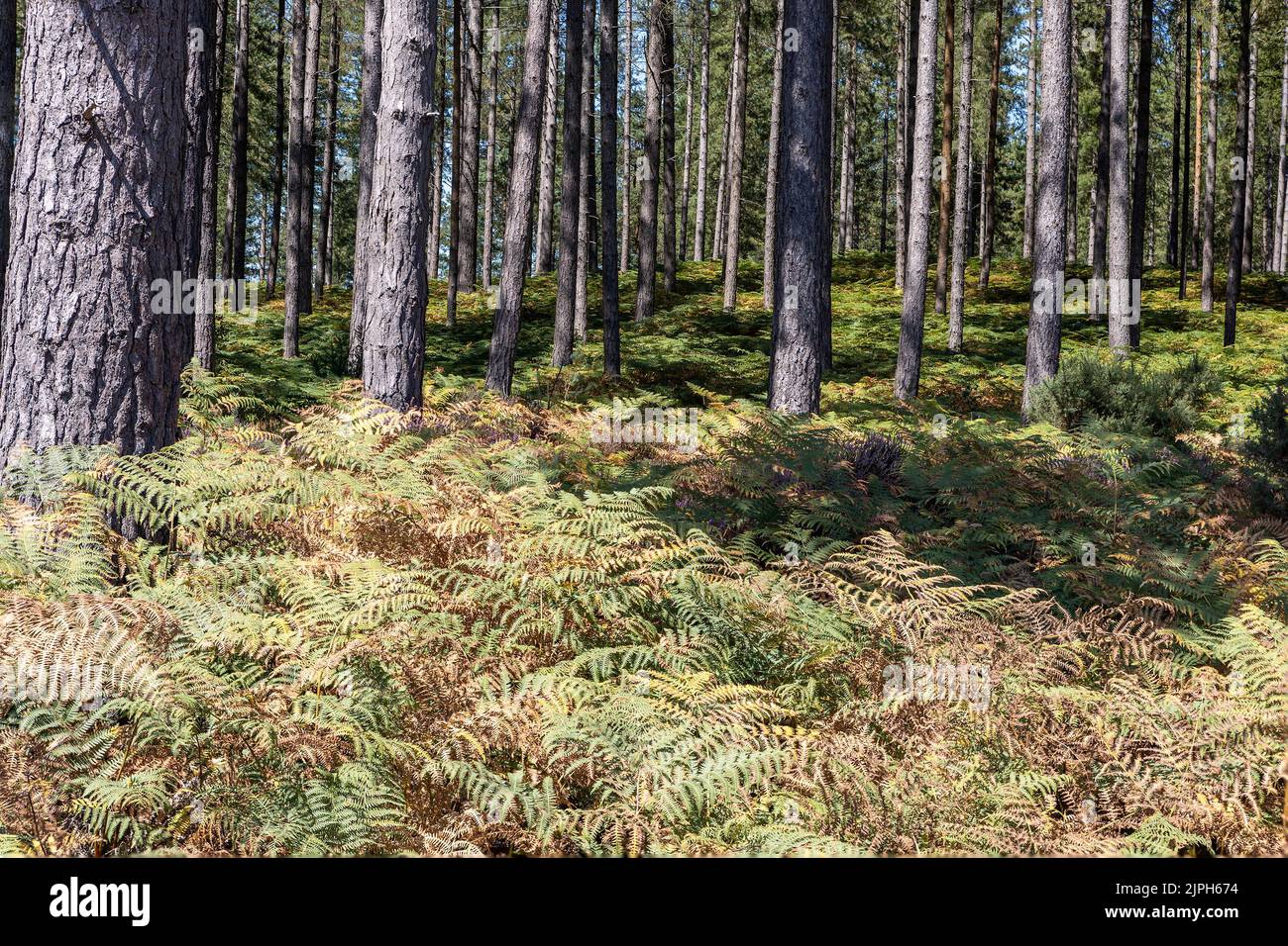 Bovington, Dorset, UK Stock Photo - Alamy