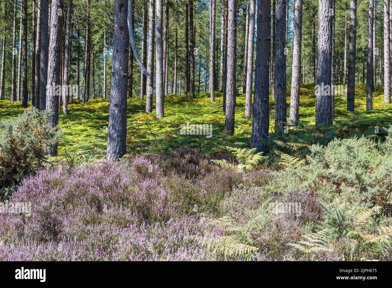 Bovington, Dorset, UK Stock Photo - Alamy