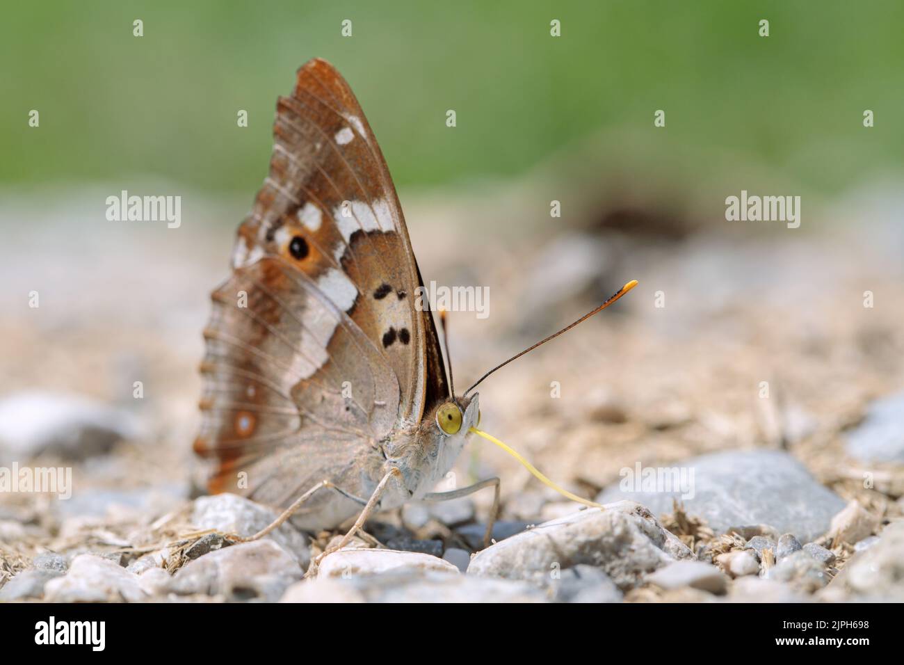 Lesser purple emperor butterfly (Apatura ilia) takes up minerals from ...